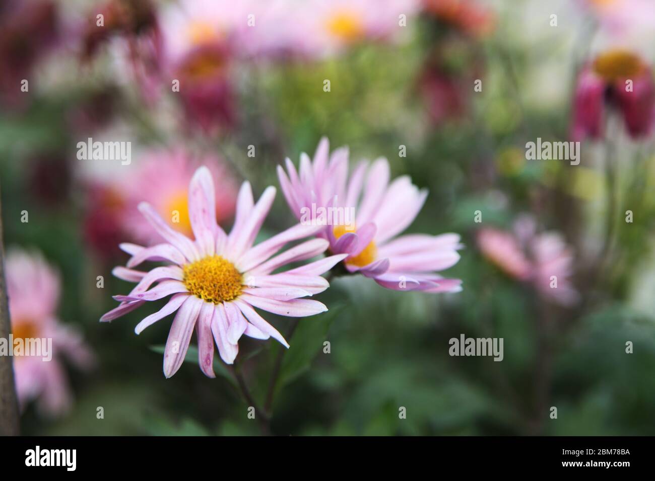 Little yellow star flower, Yellow daisies, Sphagneticola trilobata ...