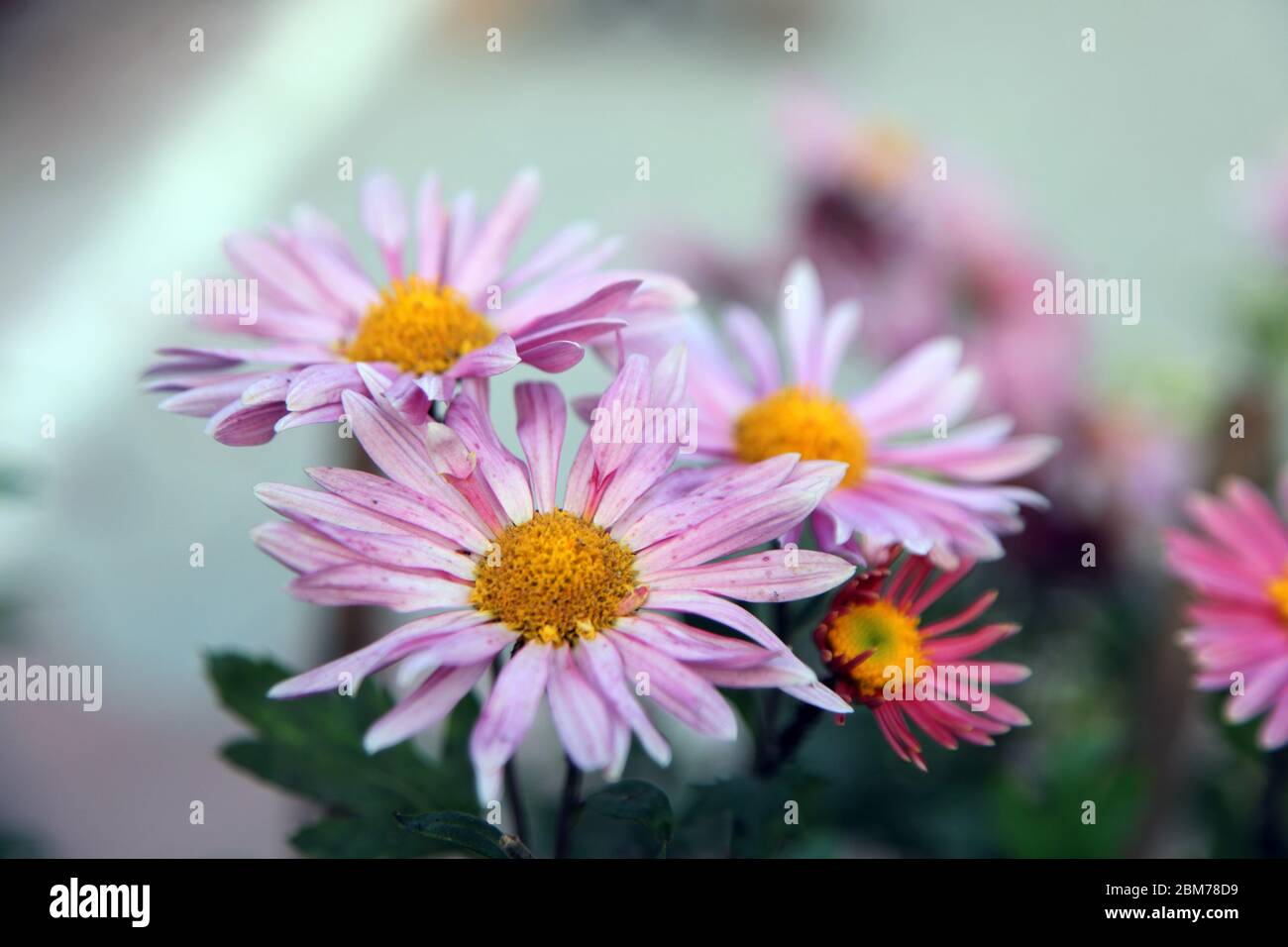 Little yellow star flower, Yellow daisies, Sphagneticola trilobata ...