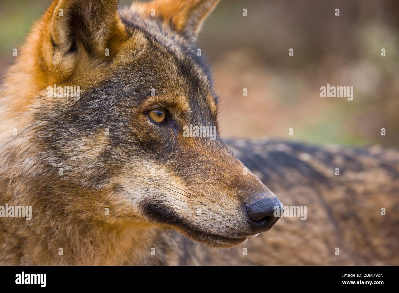 Lobo iberico (Canis lupus Stock Photo - Alamy