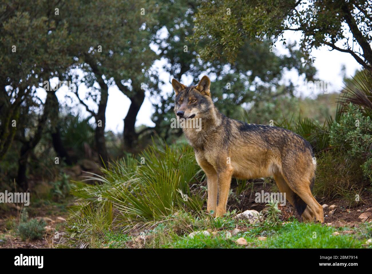 Lobo iberico (Canis lupus Stock Photo - Alamy