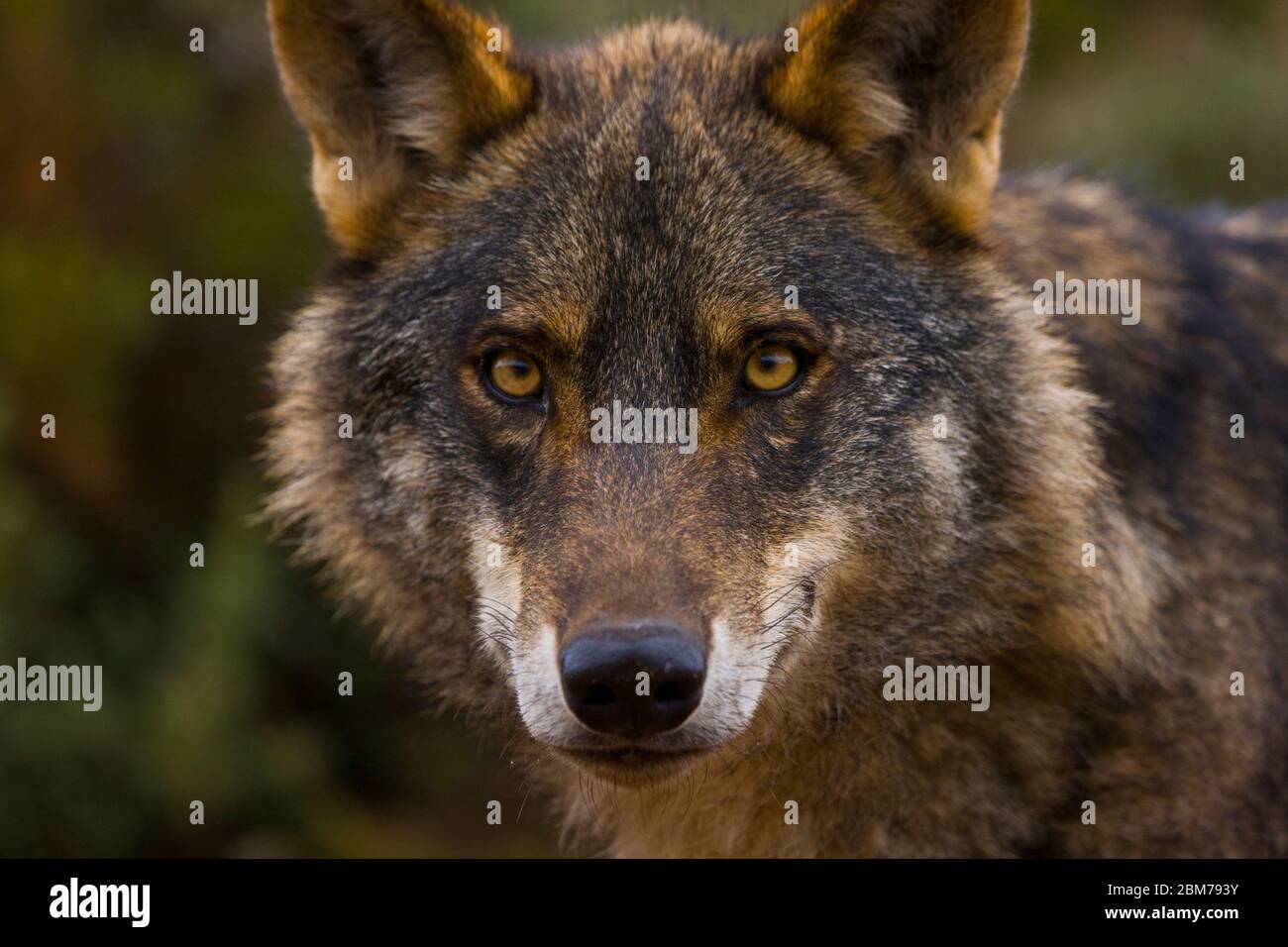 Lobo iberico (Canis lupus Stock Photo - Alamy