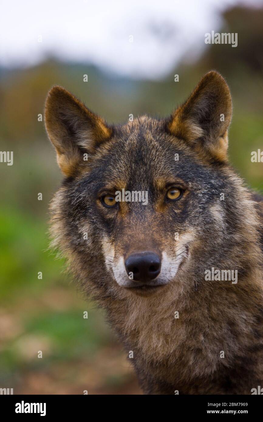 Lobo iberico (Canis lupus Stock Photo - Alamy