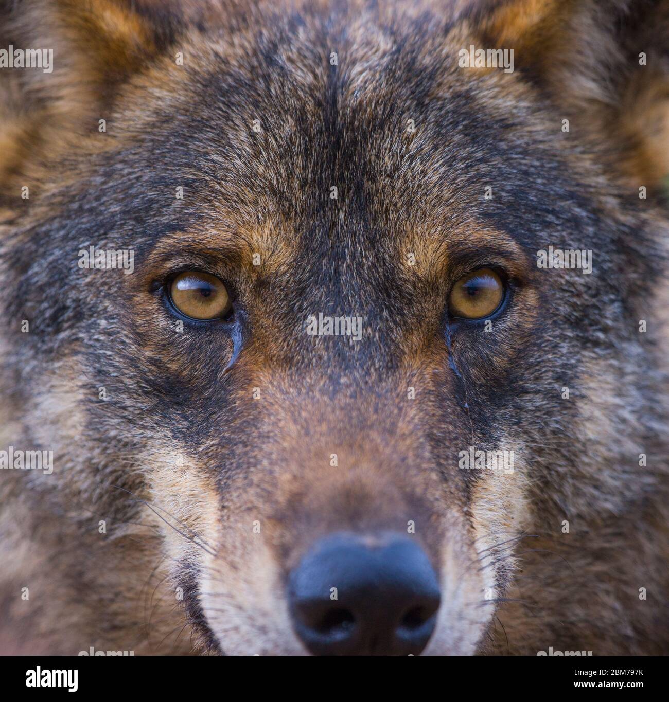 Lobo iberico (Canis lupus Stock Photo - Alamy