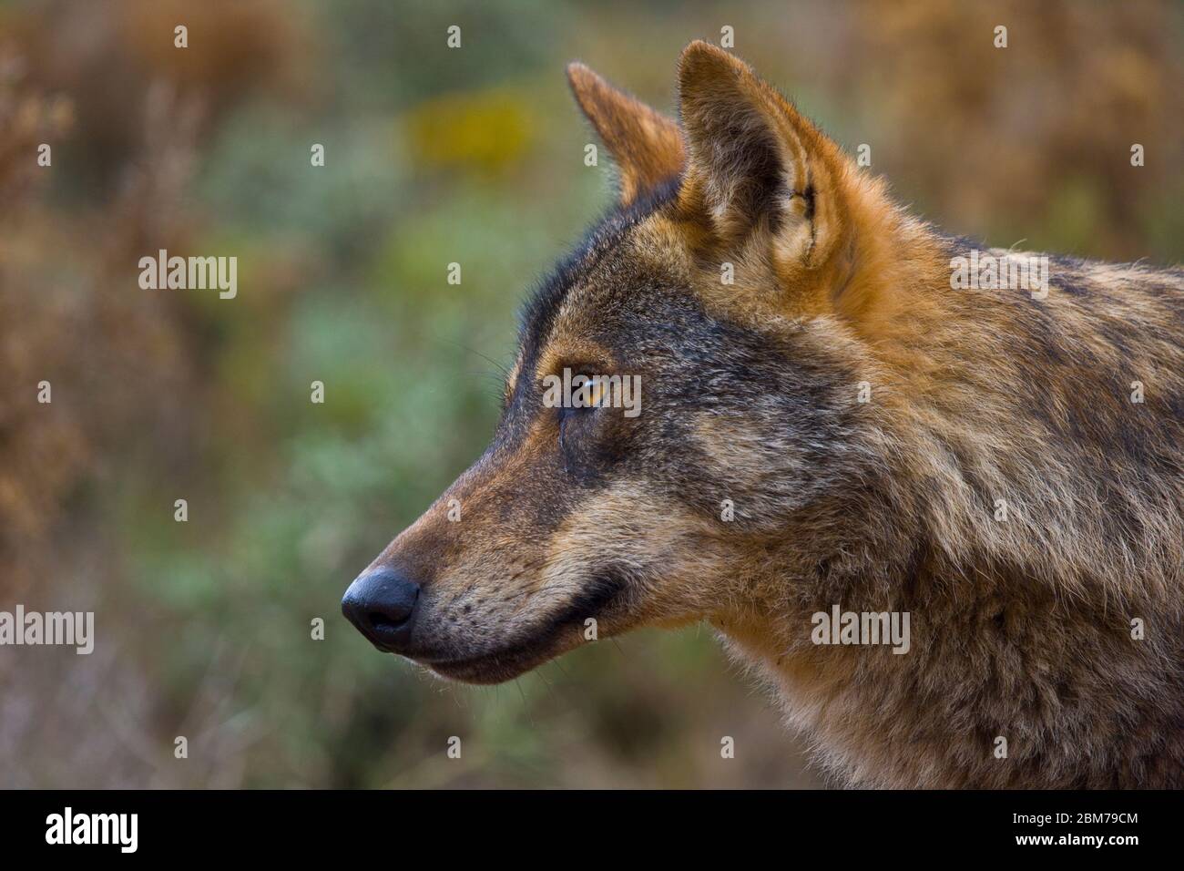 Lobo iberico (Canis lupus Stock Photo - Alamy