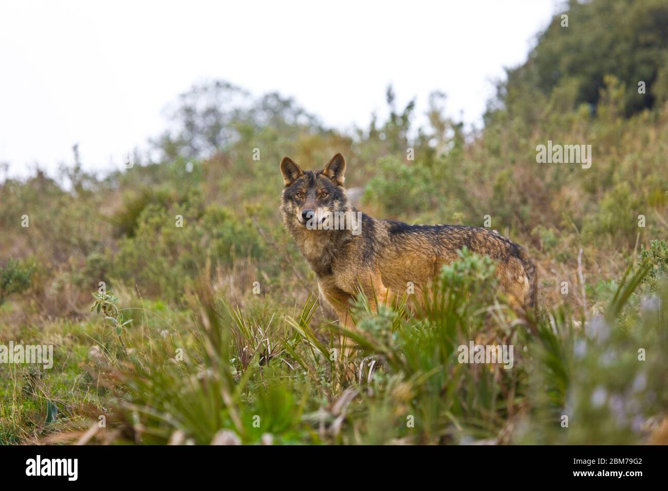 Lobo iberico (Canis lupus Stock Photo - Alamy