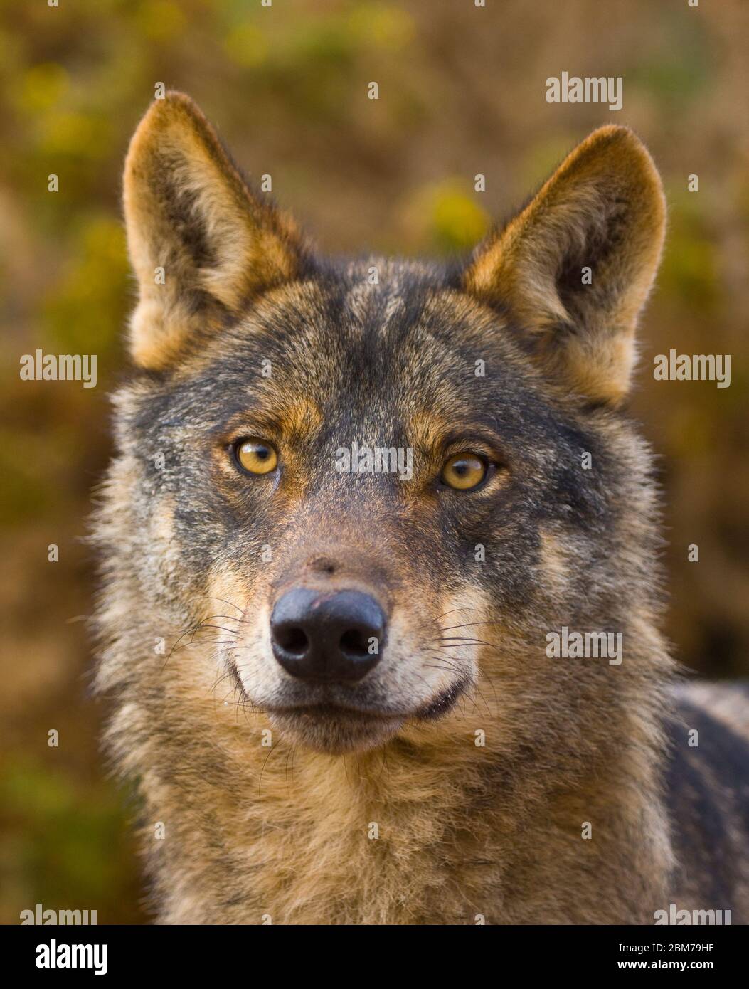 Lobo iberico (Canis lupus Stock Photo - Alamy