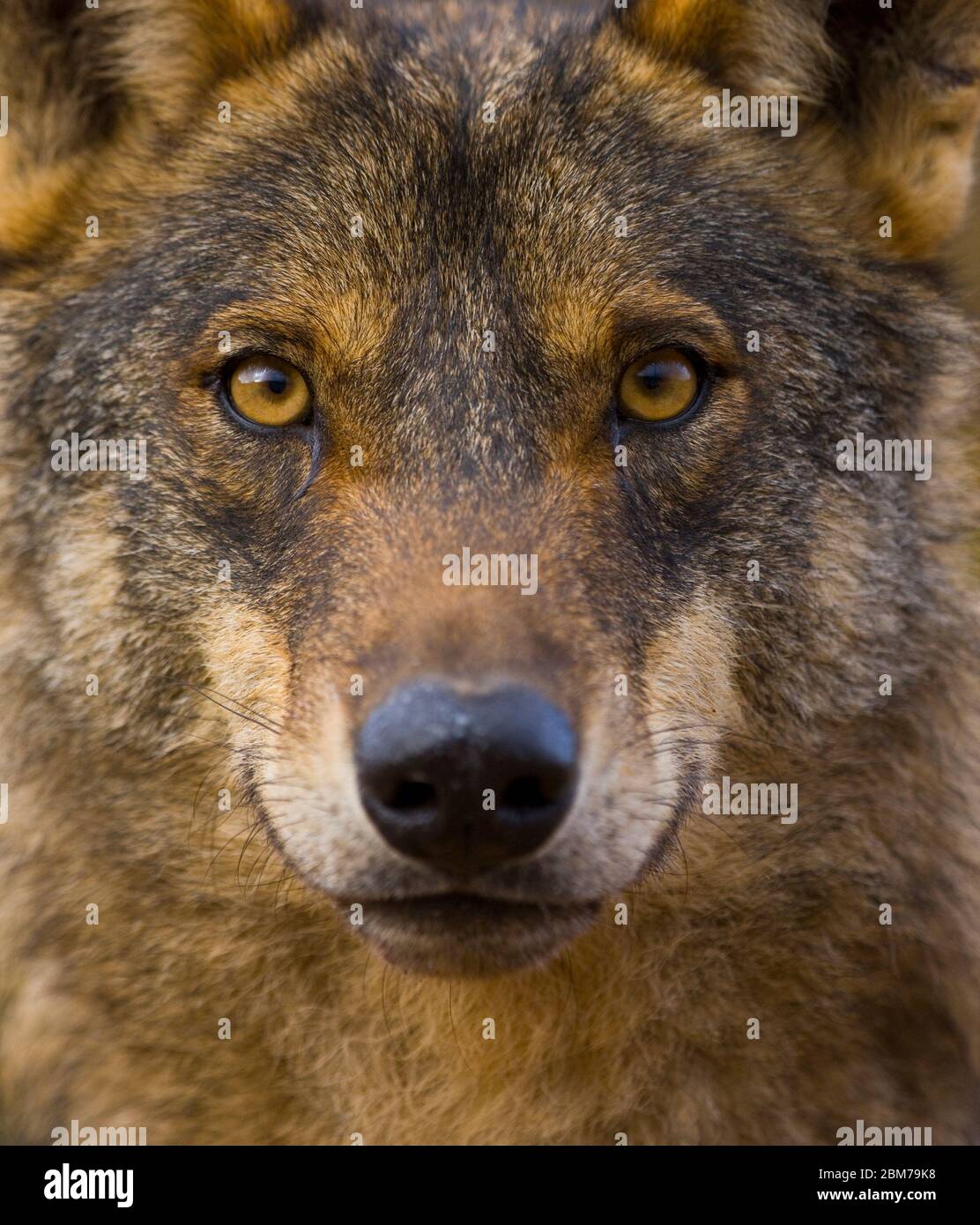 Lobo iberico (Canis lupus Stock Photo - Alamy