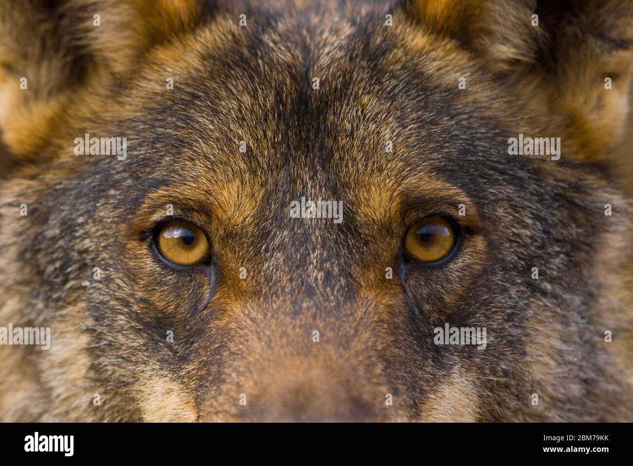 Lobo iberico (Canis lupus Stock Photo - Alamy