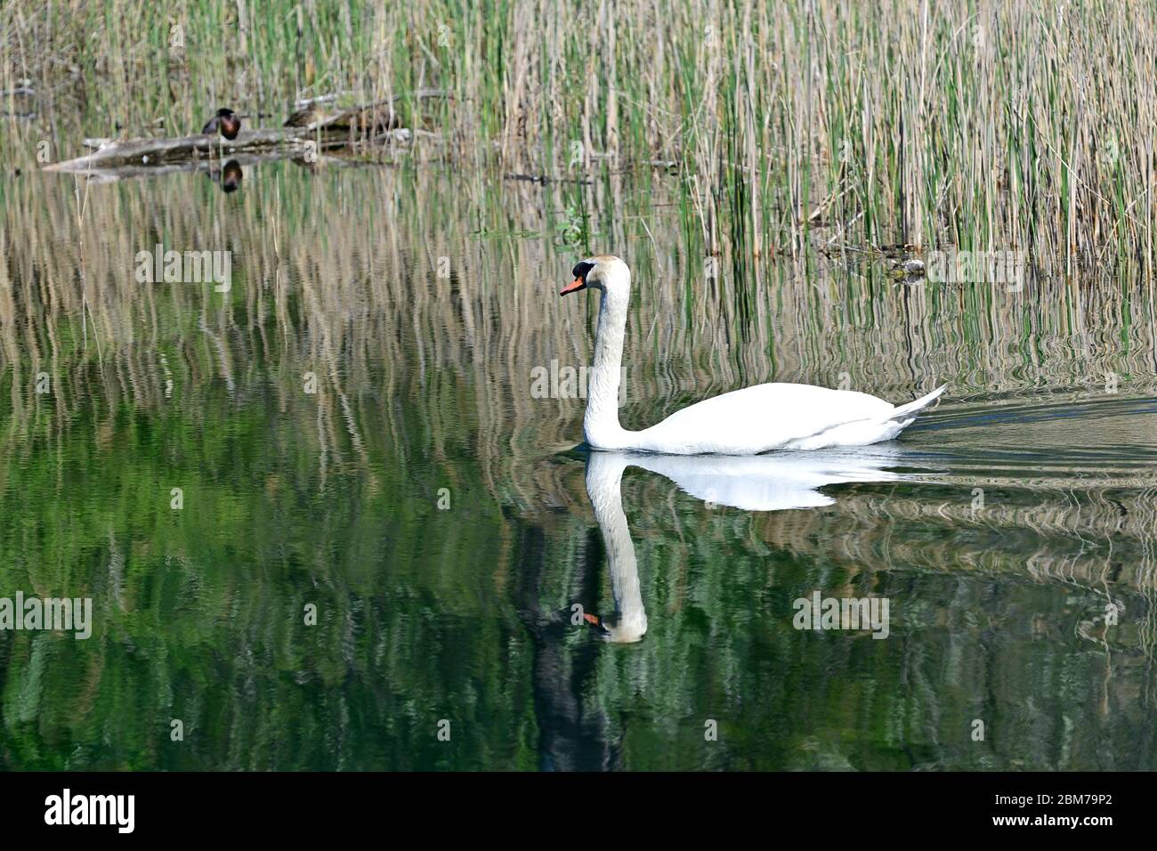 Recreation area donau auen hi-res stock photography and images - Alamy