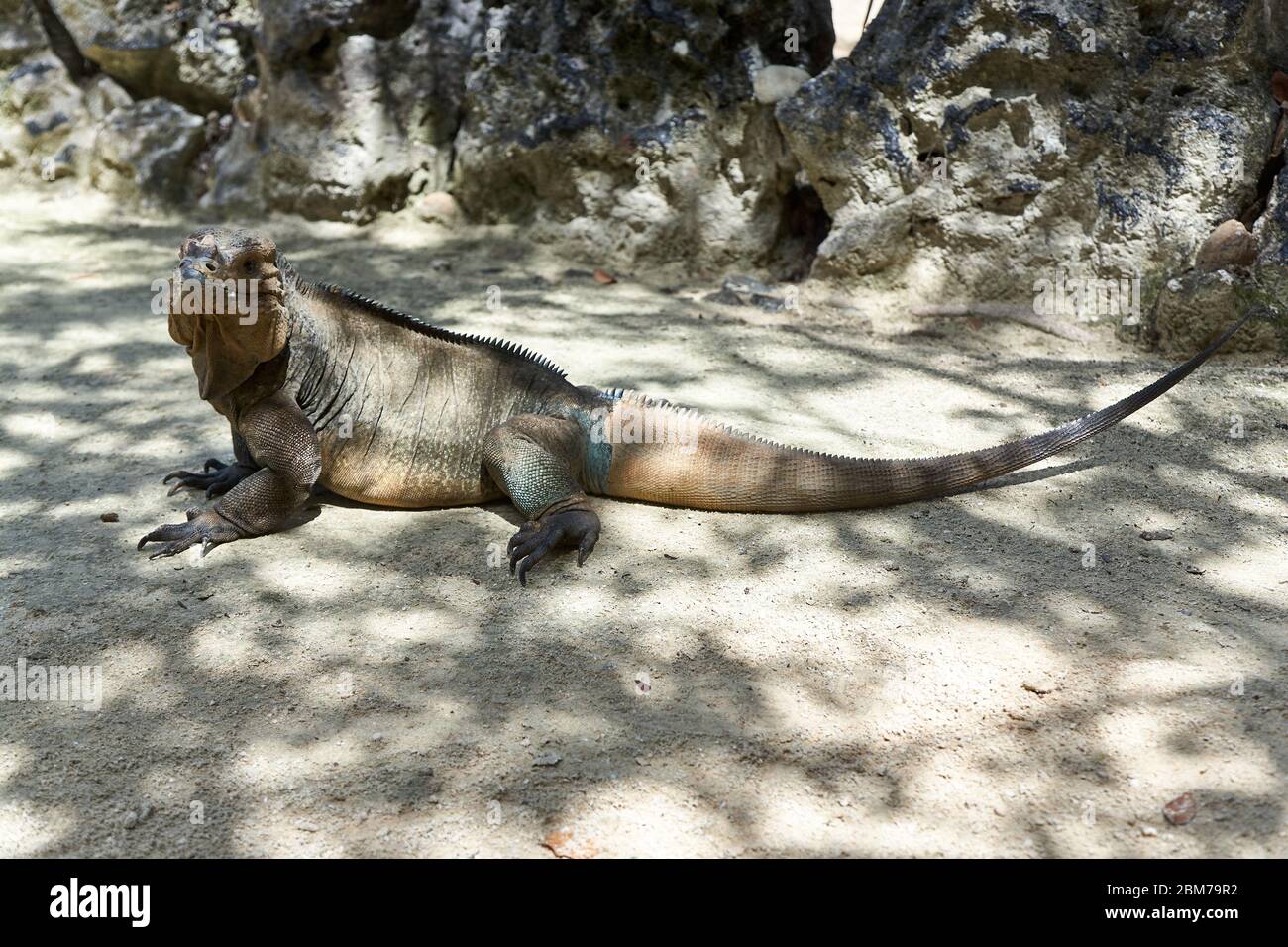 Iguana dominican republic fauna hi-res stock photography and images - Alamy