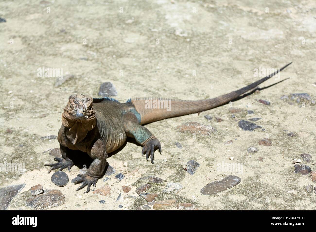 Iguana living in a zoo near Punta Cana in the Dominican Republic Stock ...