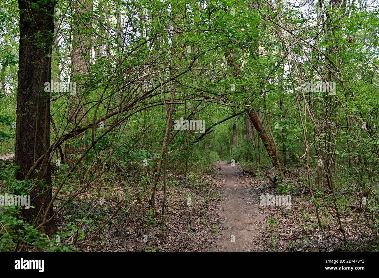 Vienna, Austria. Nationalpark Donau-Auen, the Lobau Stock Photo - Alamy