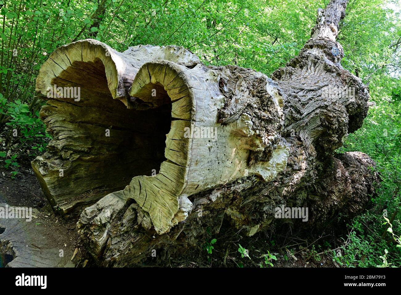 Vienna, Austria. Nationalpark Donau-Auen, the Lobau Stock Photo - Alamy