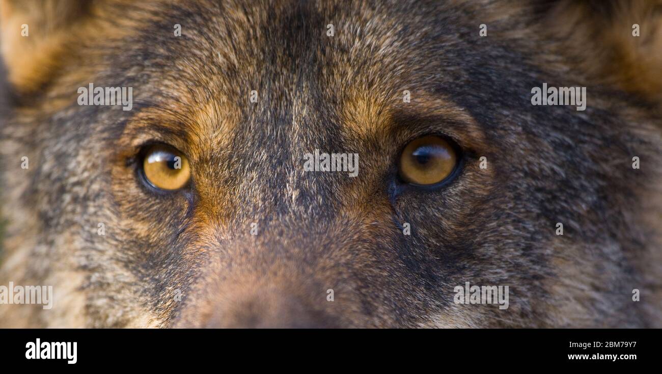 Lobo iberico (Canis lupus Stock Photo - Alamy