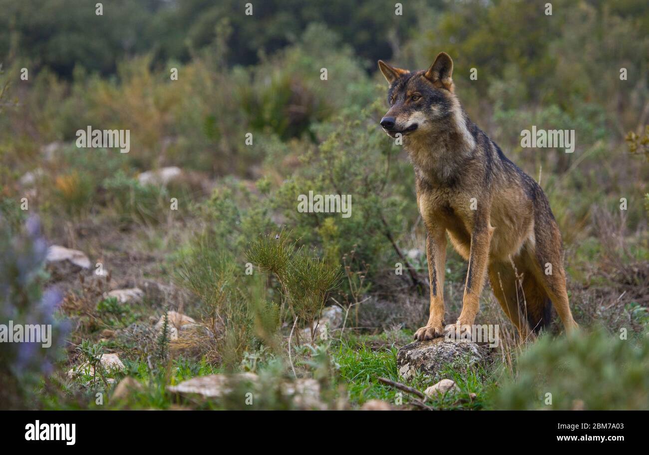 Lobo iberico (Canis lupus Stock Photo - Alamy
