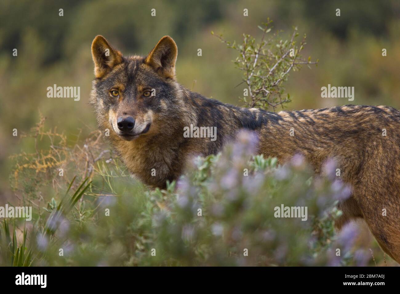 Lobo iberico (Canis lupus Stock Photo - Alamy