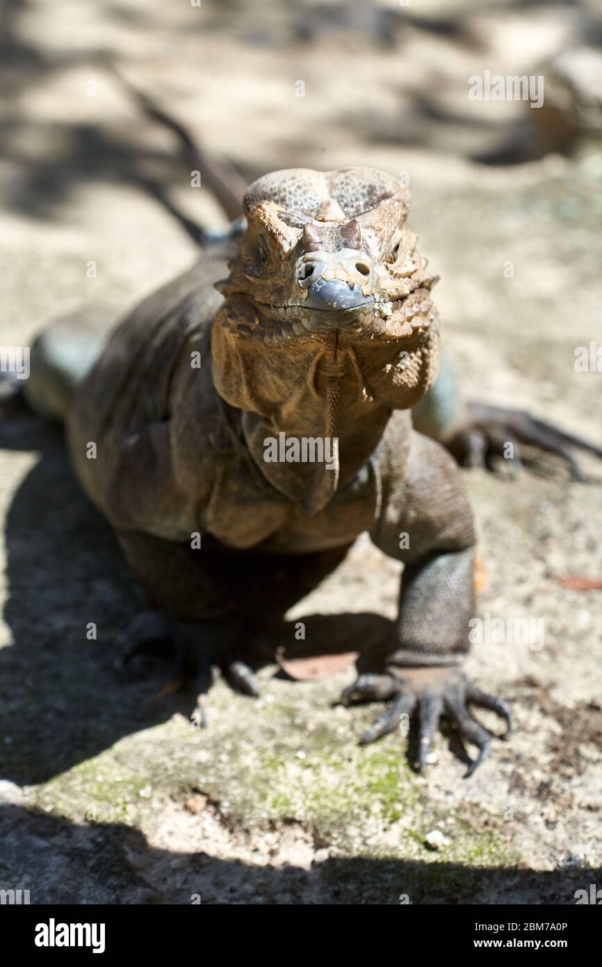 Iguana living in a zoo near Punta Cana in the Dominican Republic Stock ...