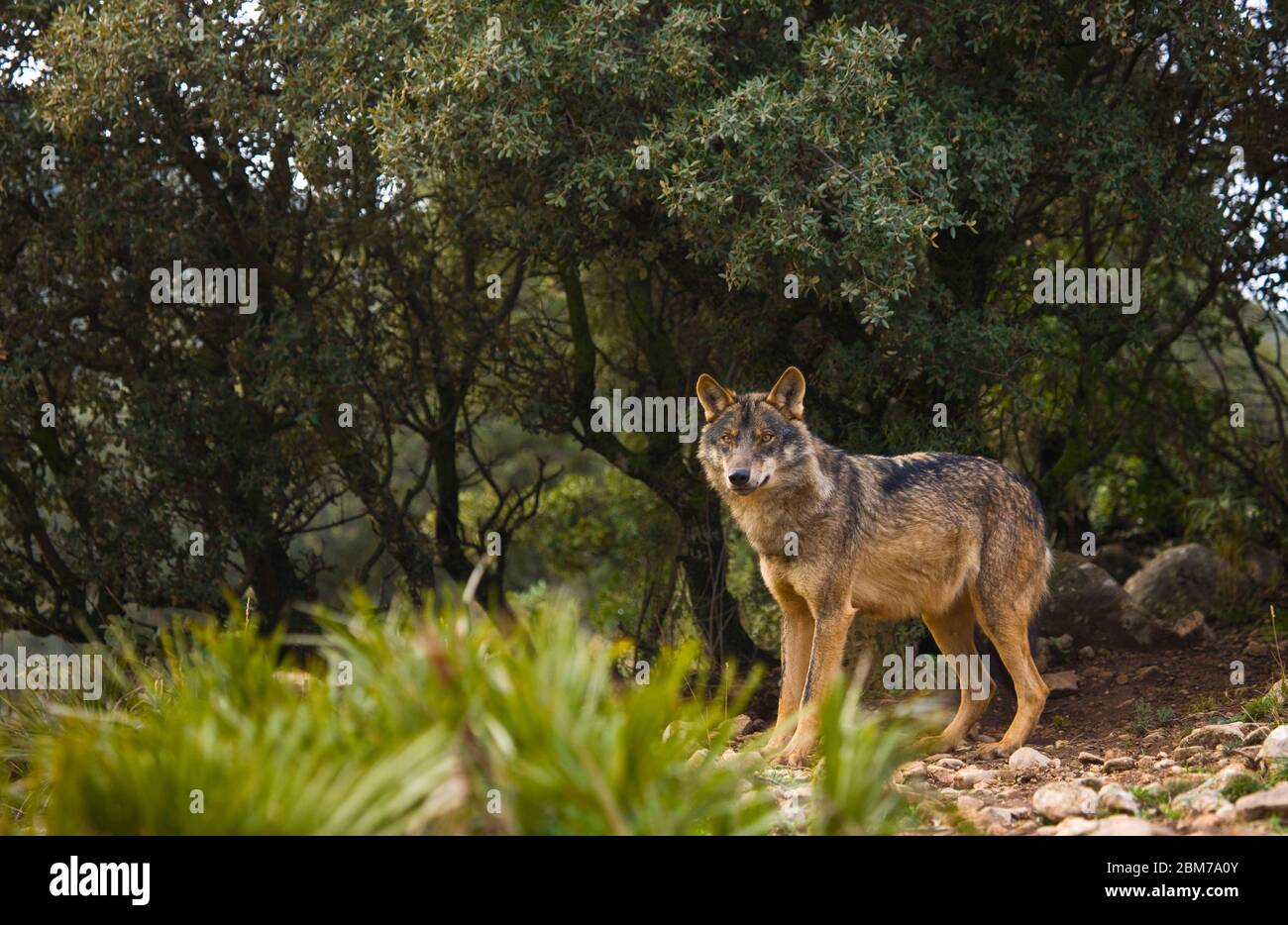 Lobo iberico (Canis lupus Stock Photo - Alamy