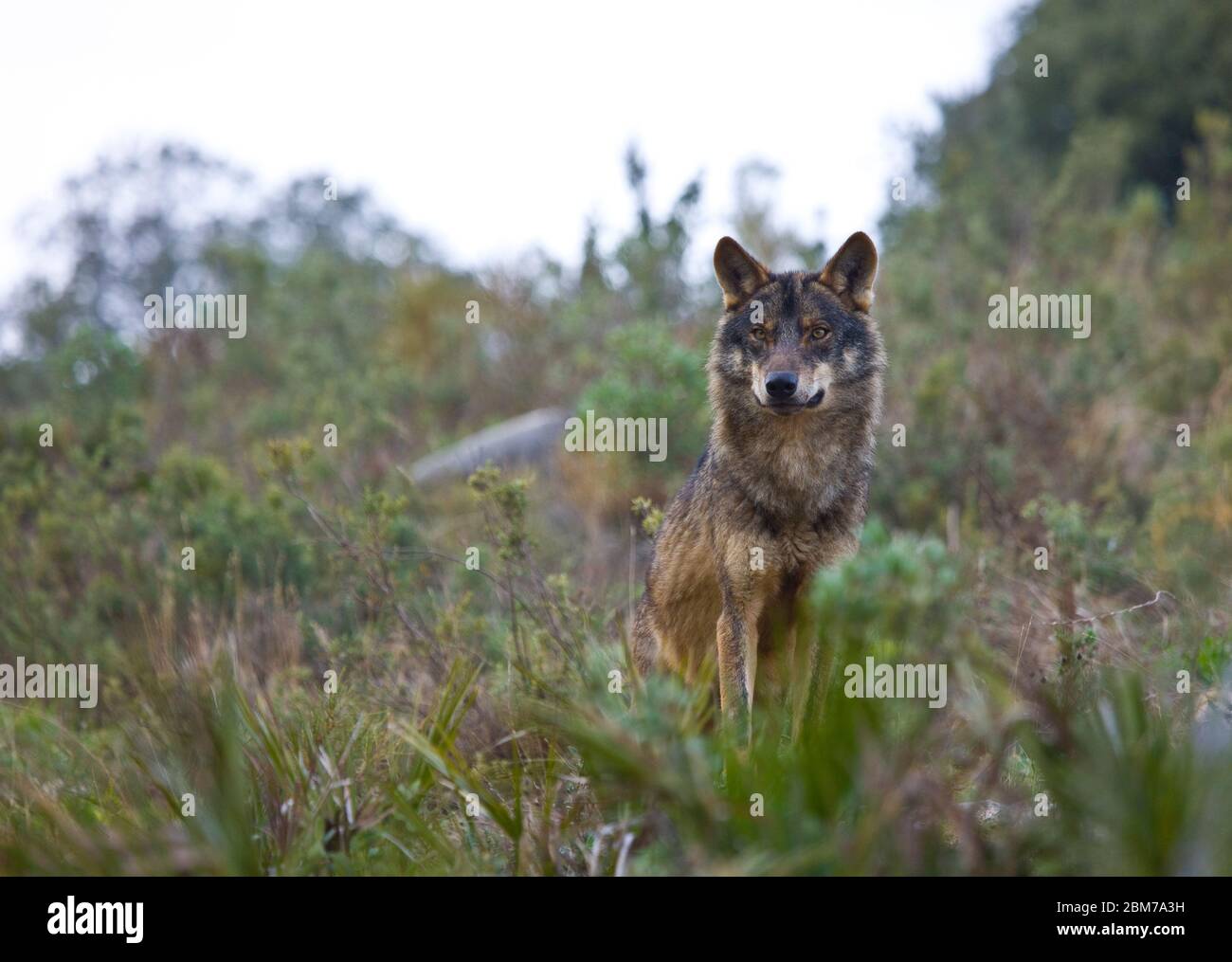 Lobo iberico (Canis lupus Stock Photo - Alamy