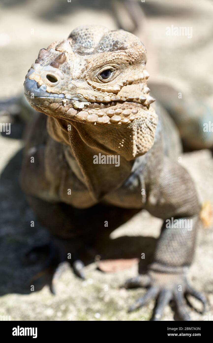 Iguana living in a zoo near Punta Cana in the Dominican Republic Stock ...