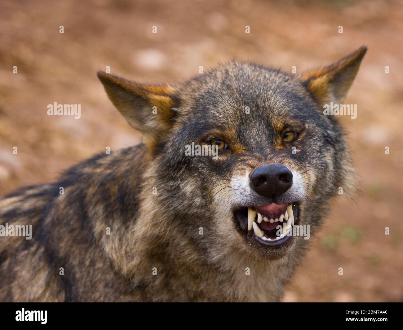 Lobo iberico (Canis lupus Stock Photo - Alamy