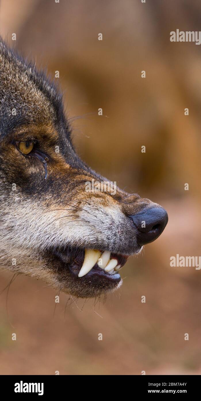 Lobo iberico (Canis lupus Stock Photo - Alamy