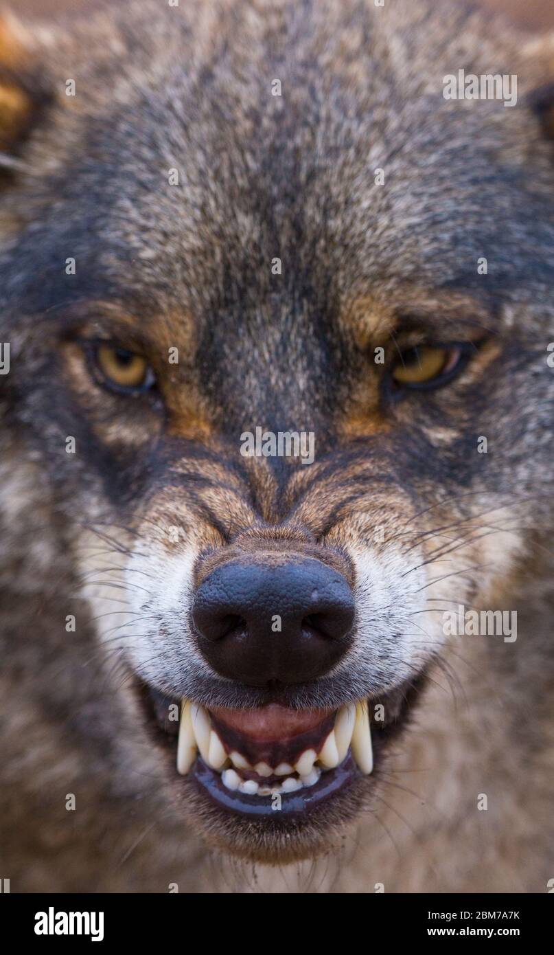 Lobo iberico (Canis lupus Stock Photo - Alamy