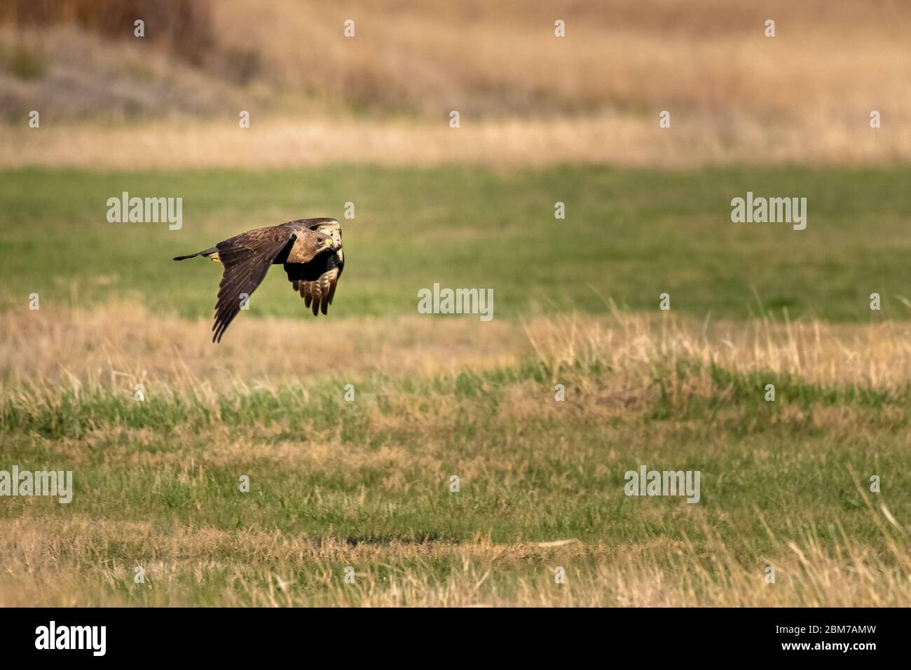 North american hawk hi-res stock photography and images - Alamy