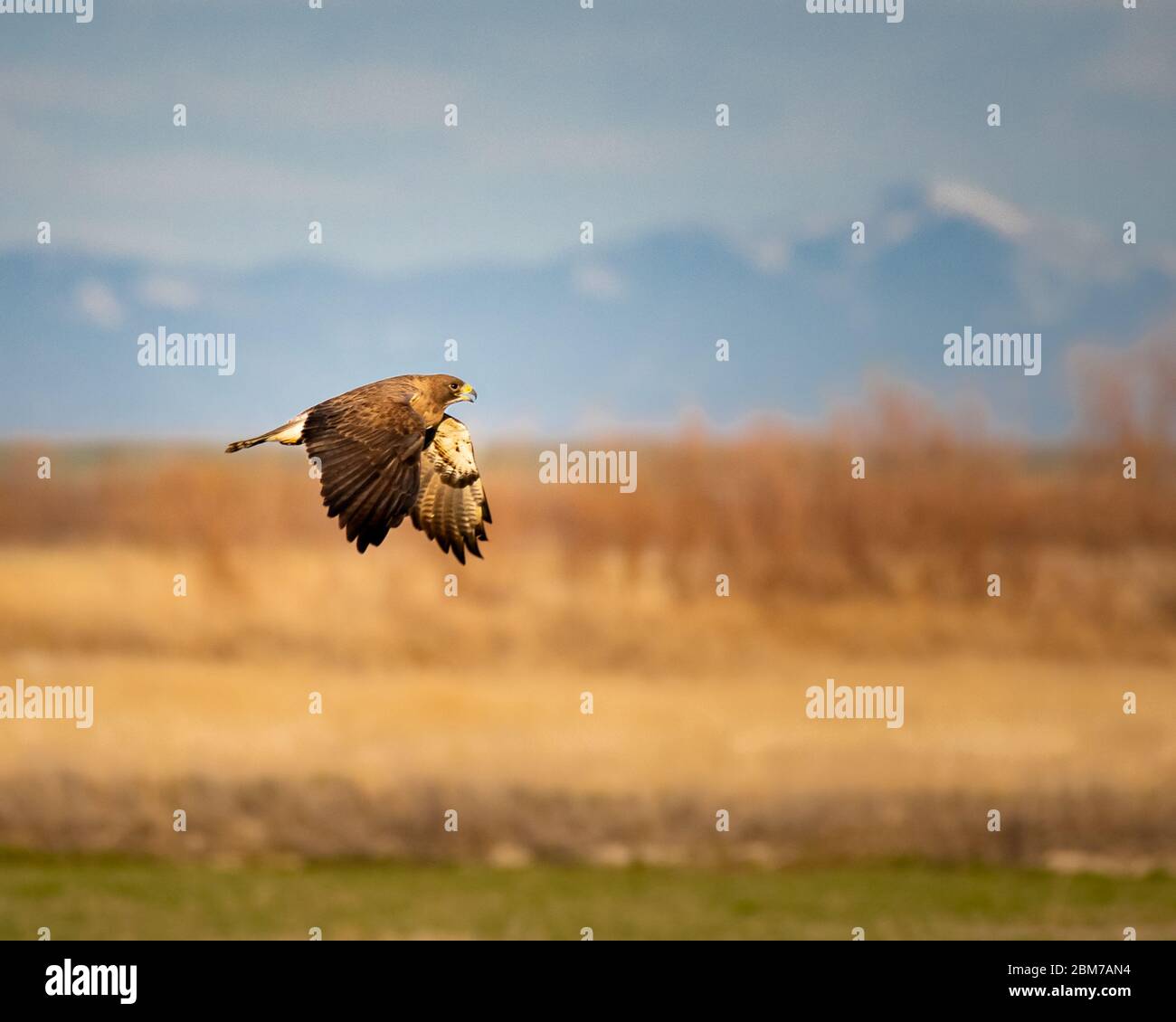 North american hawk hi-res stock photography and images - Alamy