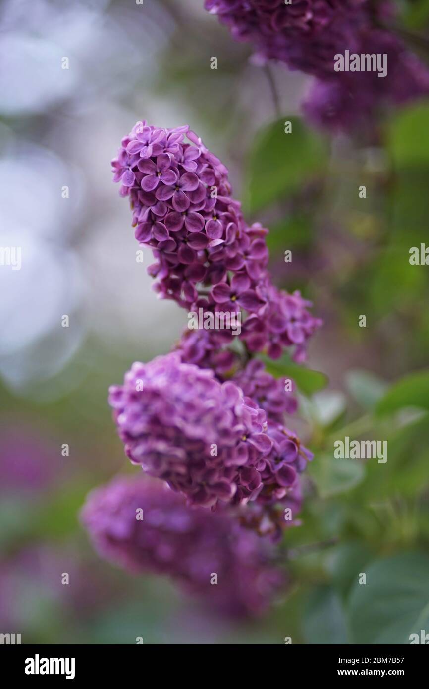 Syringa vulgaris (lilac or common lilac) is a flowering plant in the ...