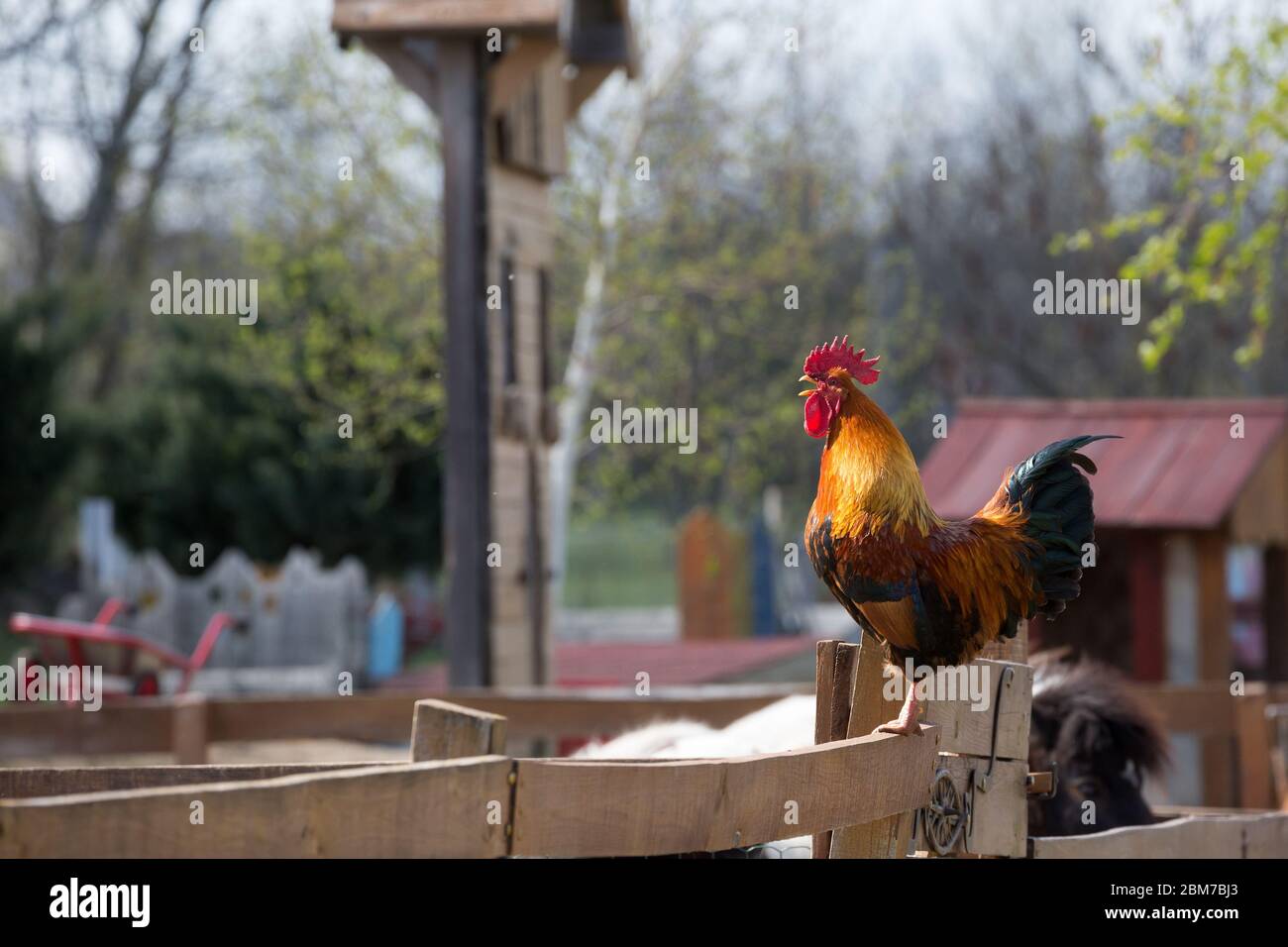 Rooster crow hi-res stock photography and images - Alamy