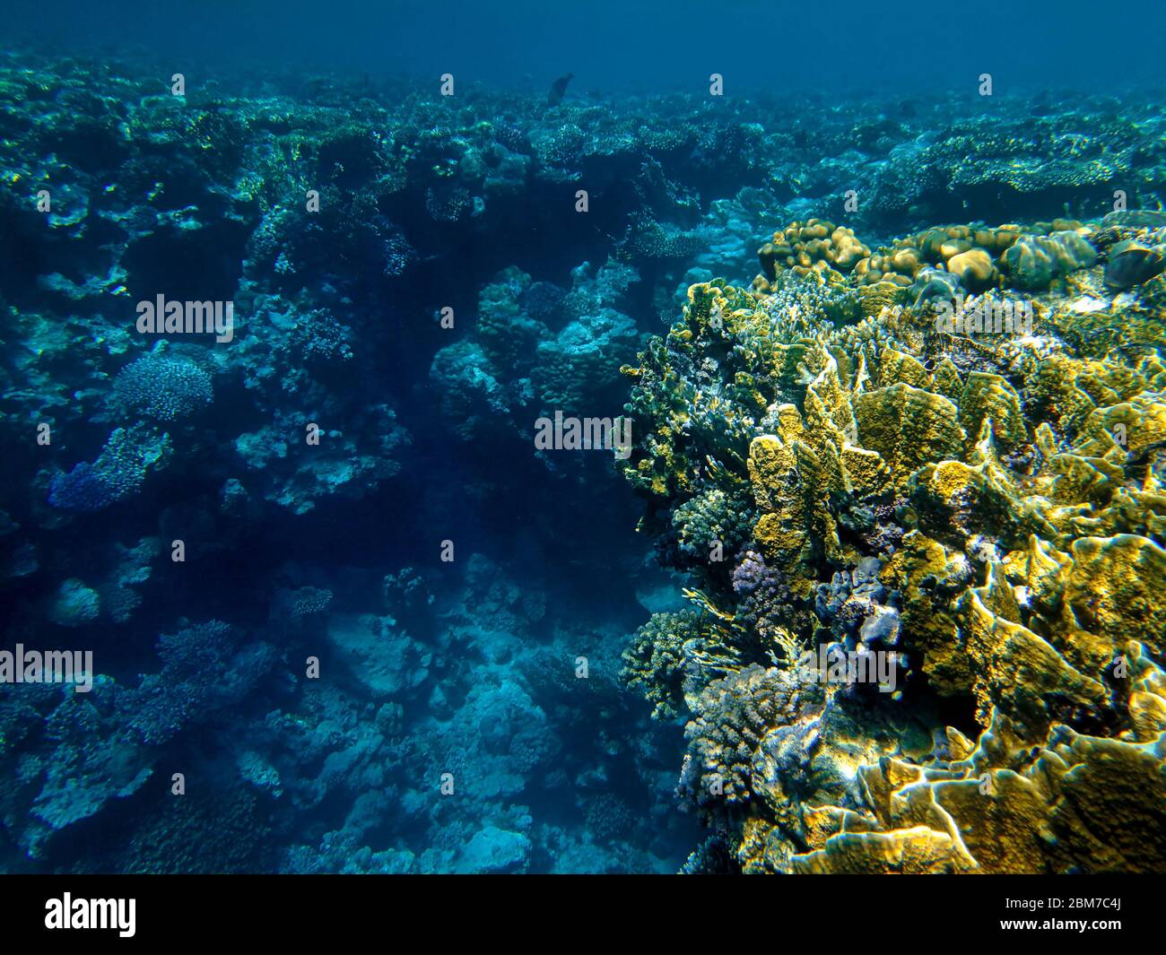 Beautiful coral reef in hi-res stock photography and images - Alamy