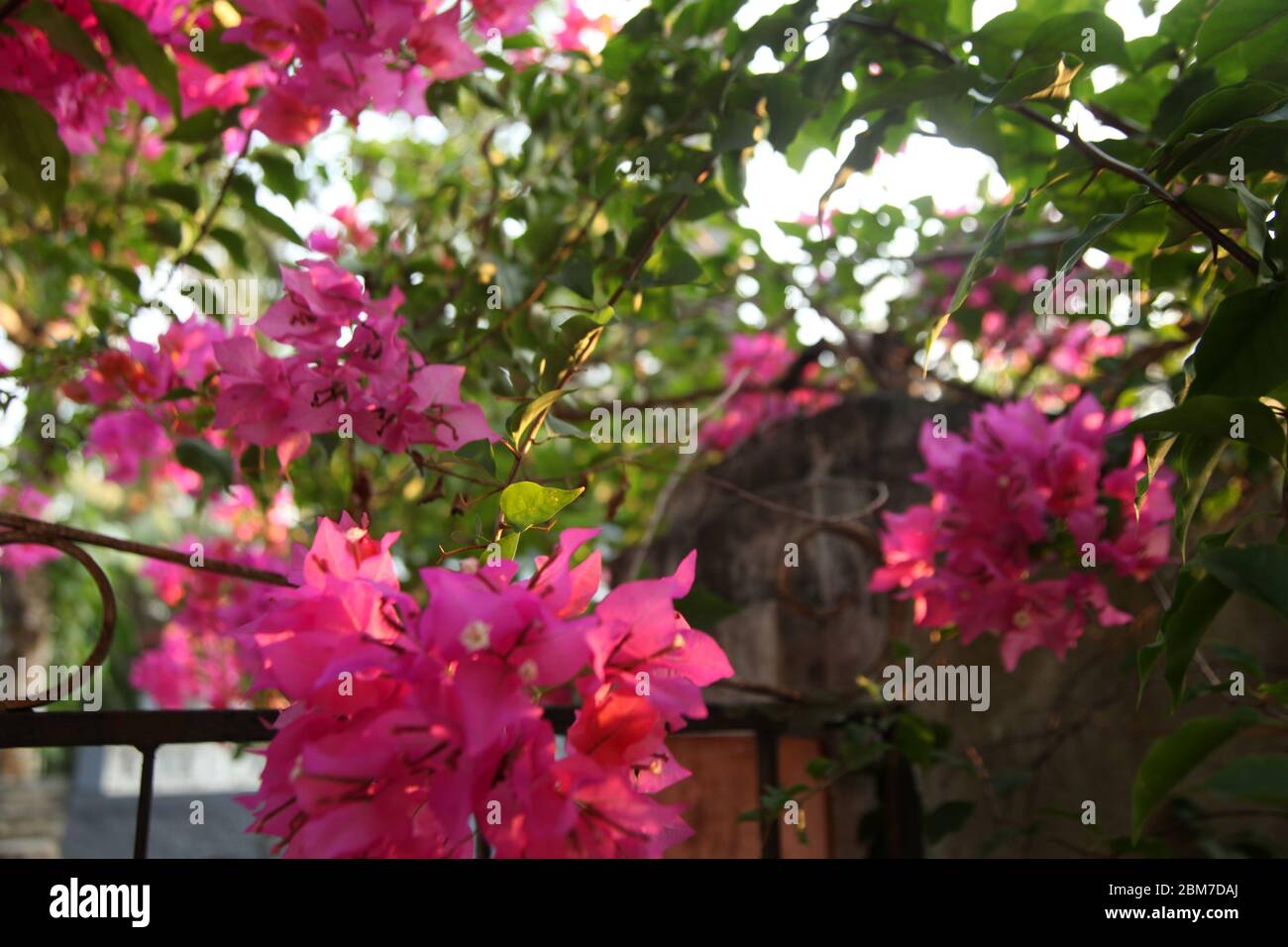 Kadalas hi-res stock photography and images - Alamy