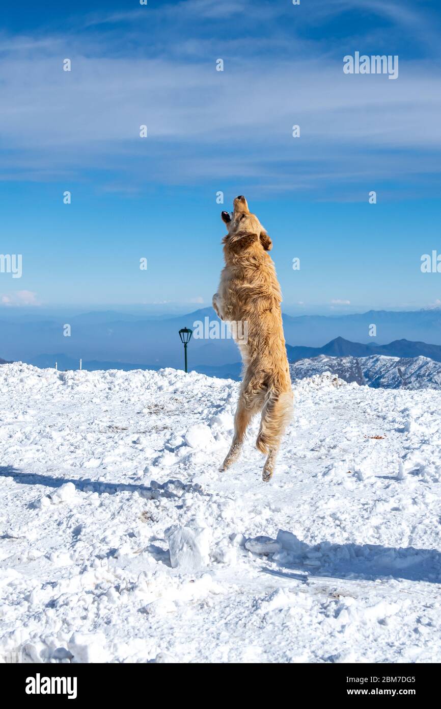 Dog playing in the snow. Andes, Chile Stock Photo - Alamy