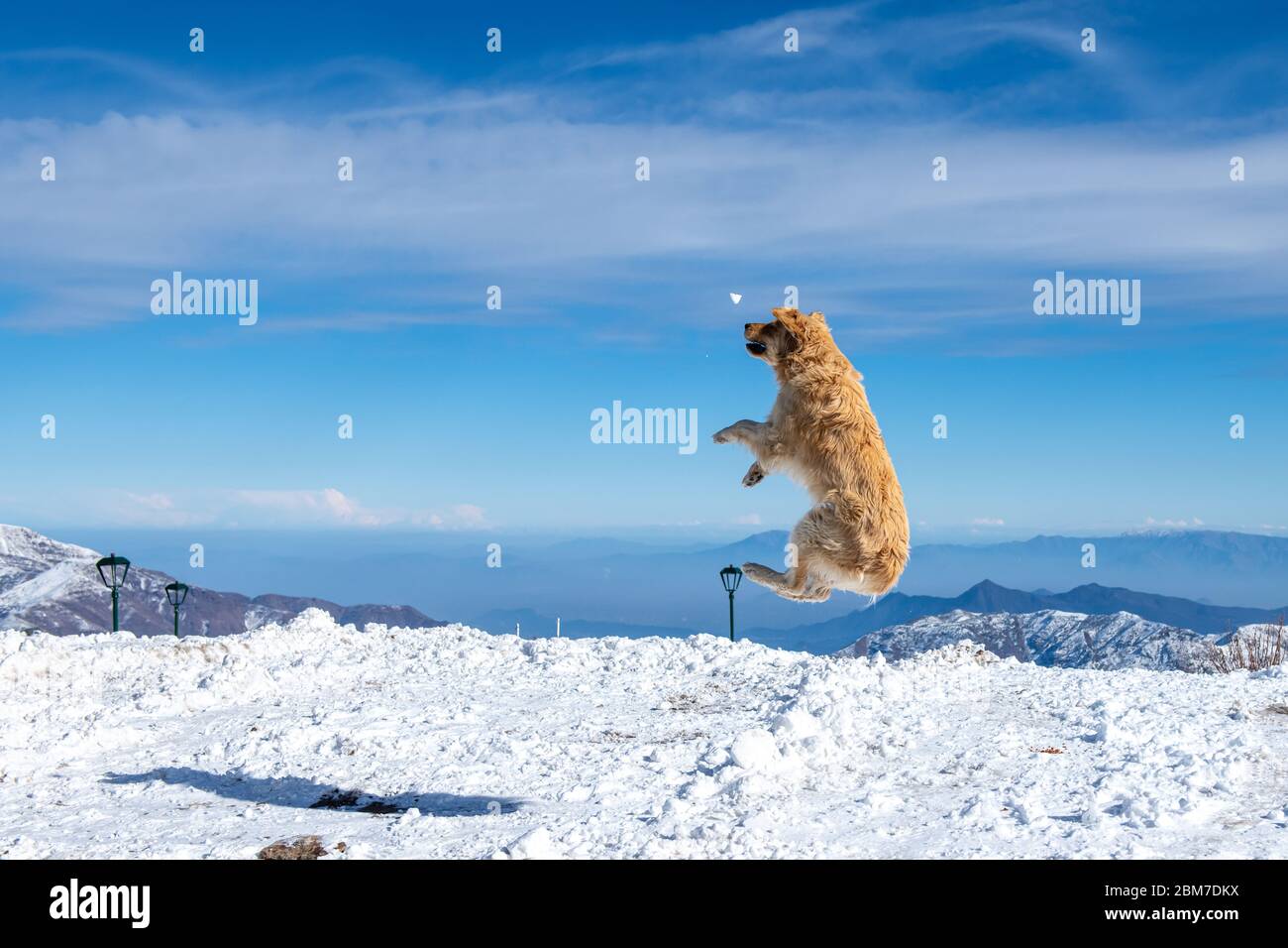 Dog playing in the snow. Andes, Chile Stock Photo - Alamy