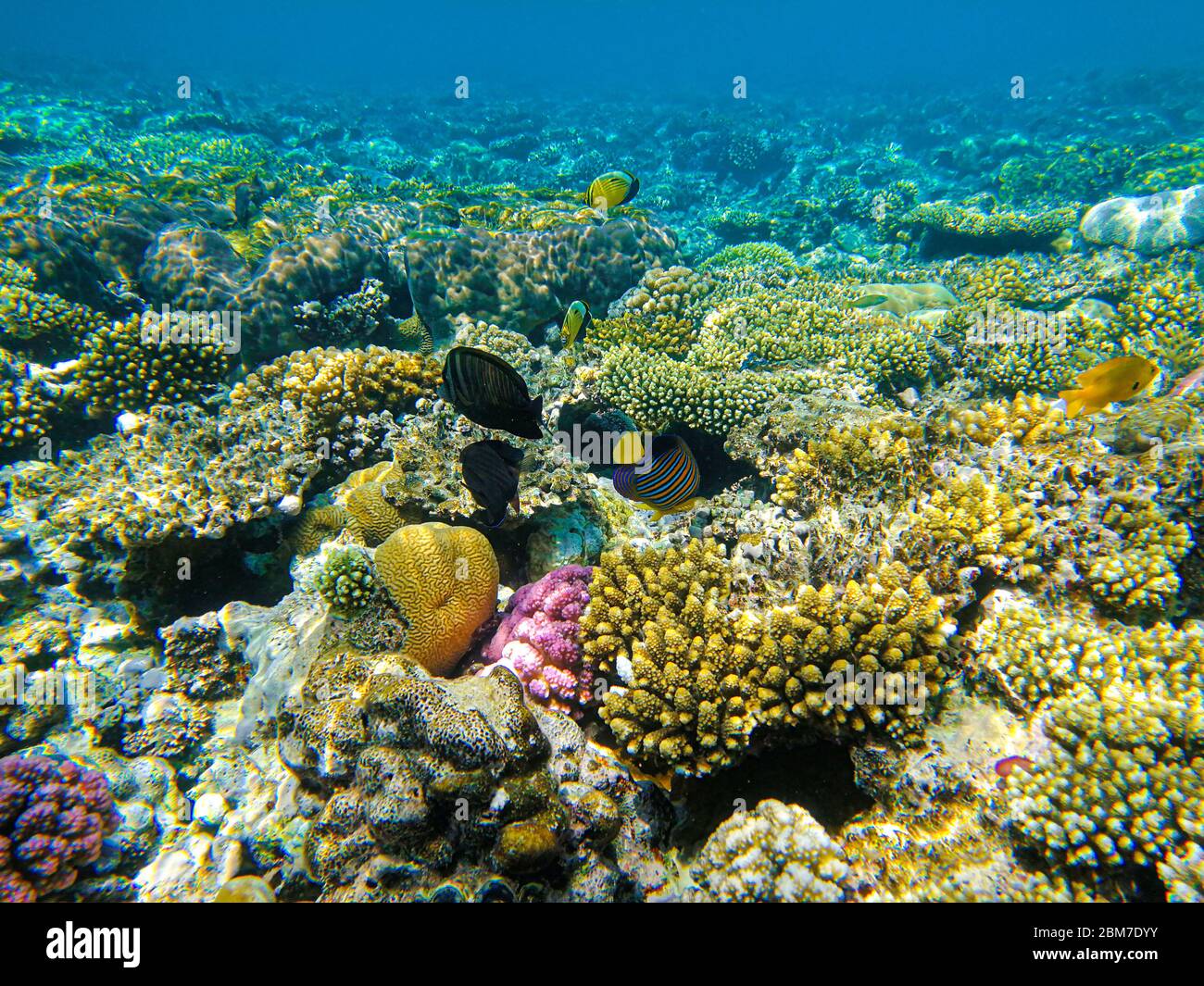 Beautiful coral reef in hi-res stock photography and images - Alamy