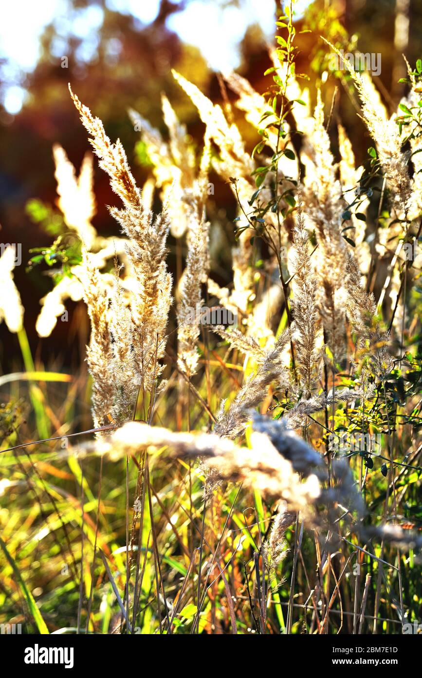 Wilted grass hi-res stock photography and images - Alamy