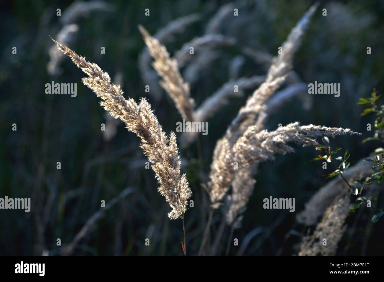 Autumn wilted grass in the sun, sunset, blur, solar tinting Stock Photo ...