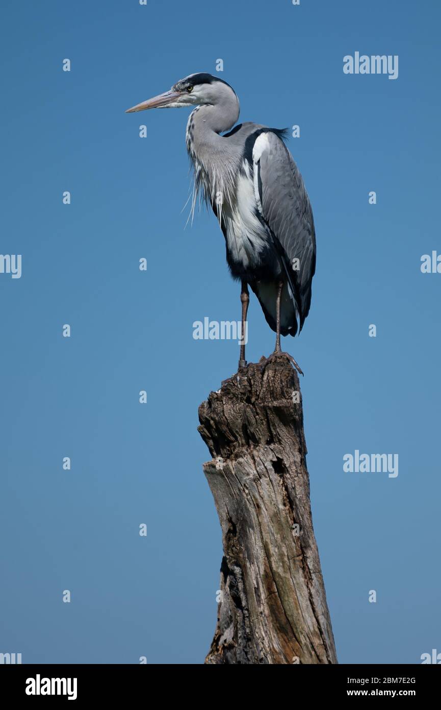 Grey heron perched on stump hi-res stock photography and images - Alamy