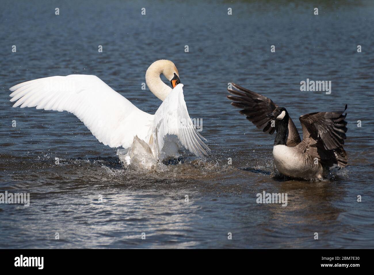 Swan chasing goose hi-res stock photography and images - Alamy