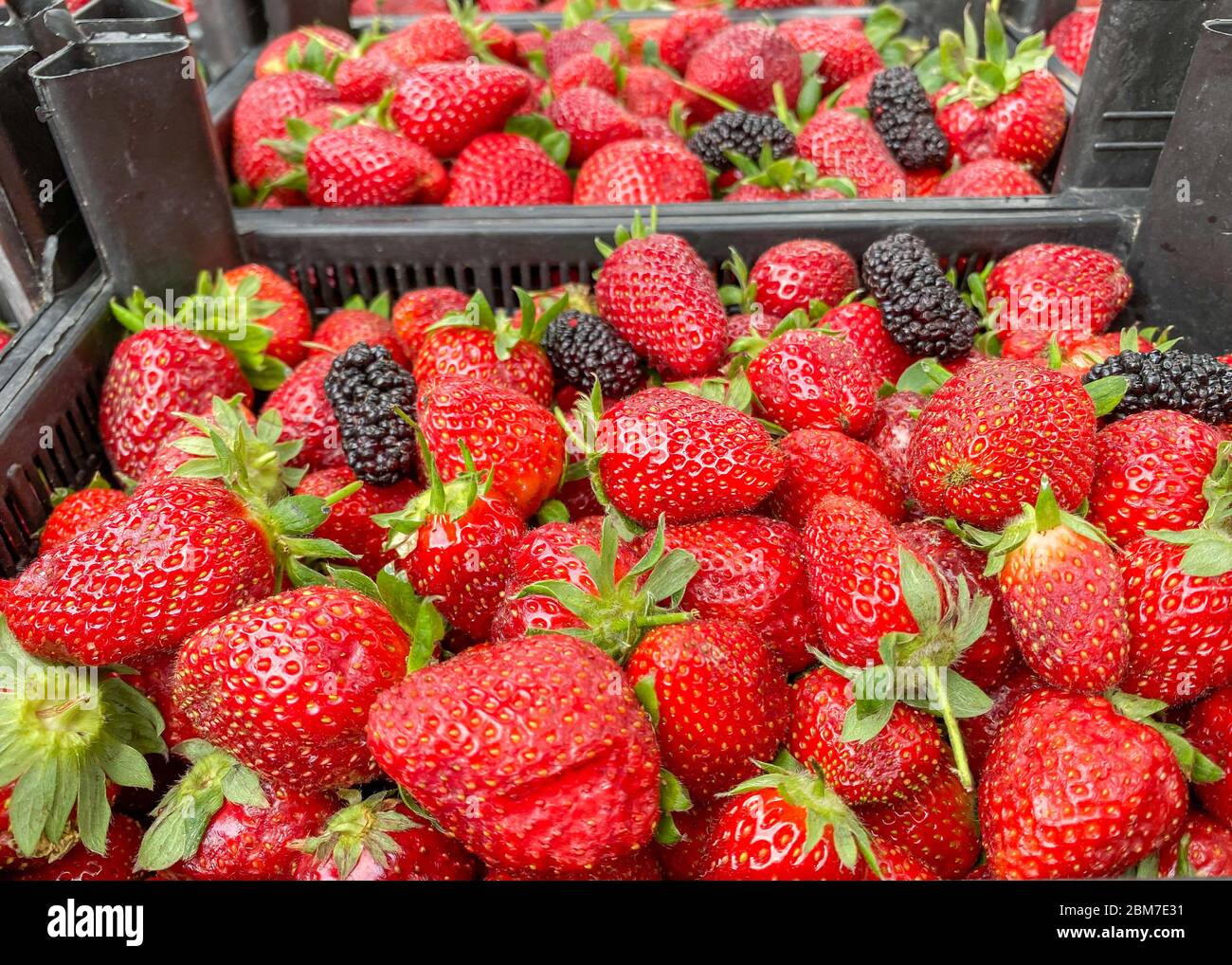 Fresh ripe perfect strawberry - Food Background. Crate of organic farm ...