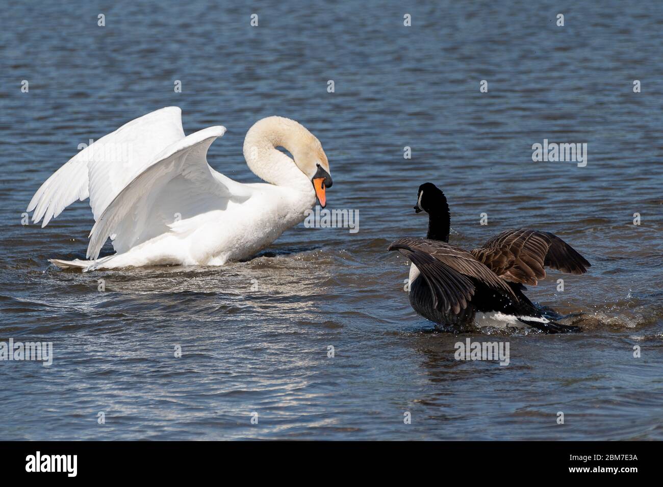 Swan chasing goose hi-res stock photography and images - Alamy