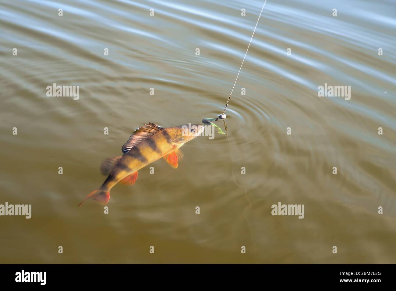 perch, fish with bait vortu on a hook on a fishing line sunshine glint ...