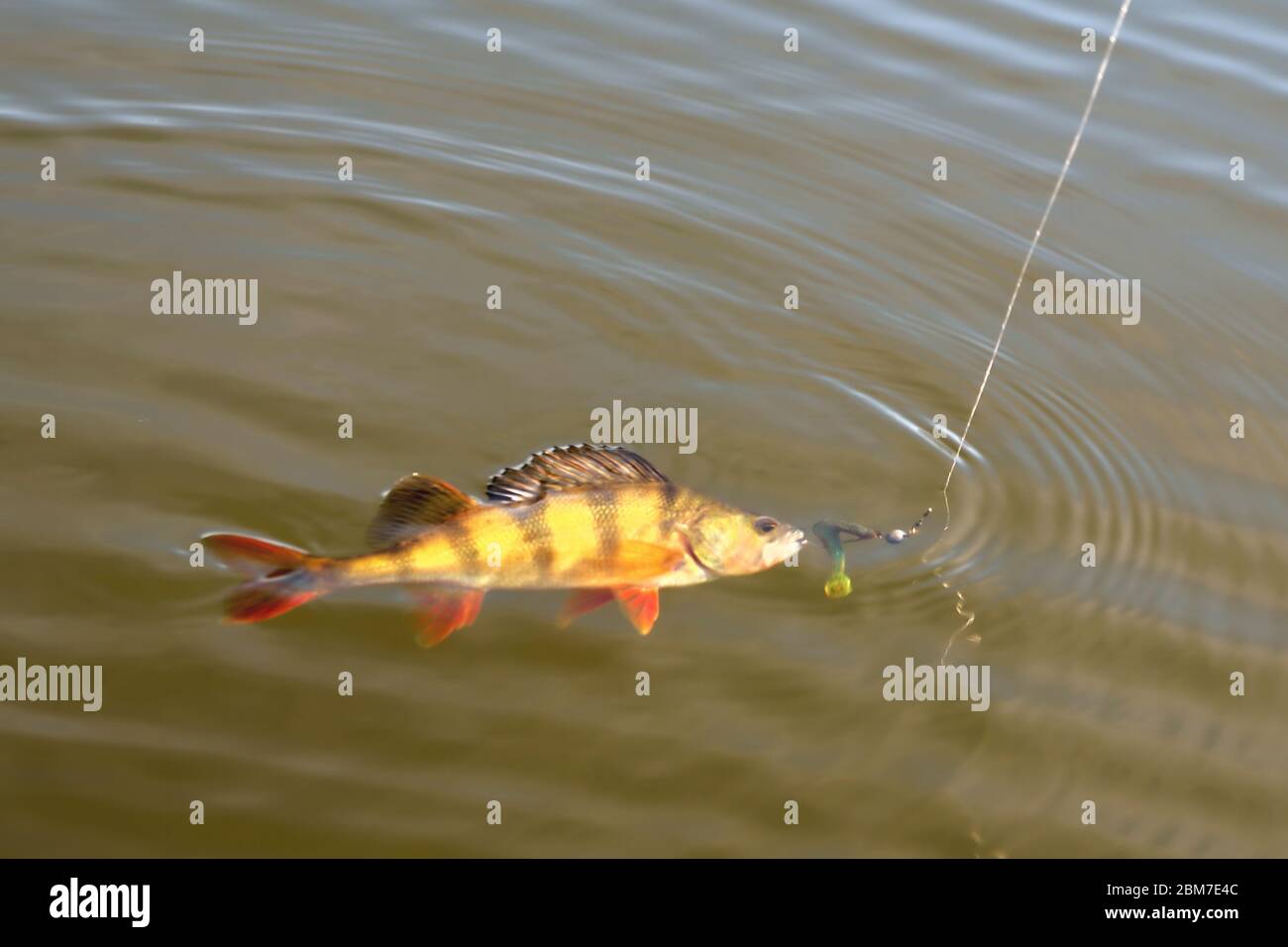 perch, fish with bait vortu on a hook on a fishing line sunshine glint ...