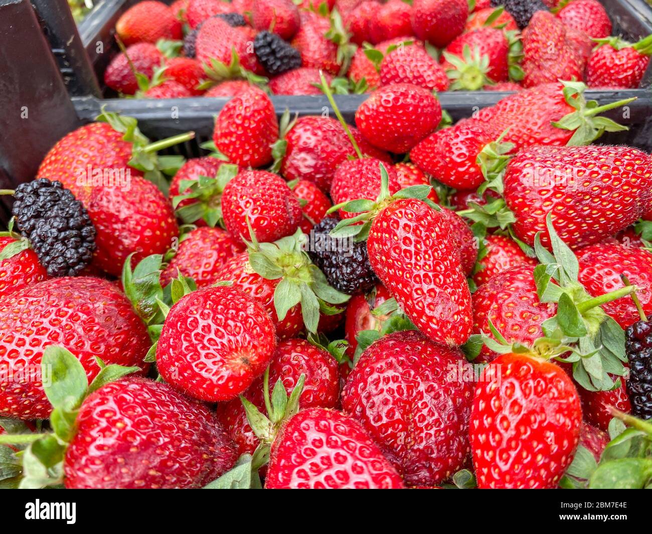 Fresh ripe perfect strawberry - Food Background. Crate of organic farm ...