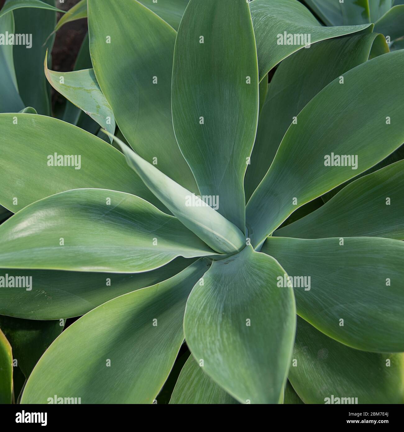 Interesting texture and form of the Agave attenuata plant Stock Photo ...