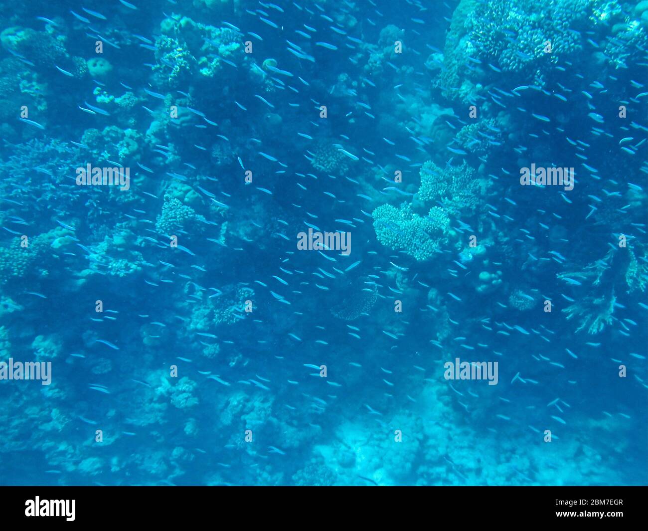 A flock of small fish in a coral reef of the Red Sea Stock Photo - Alamy