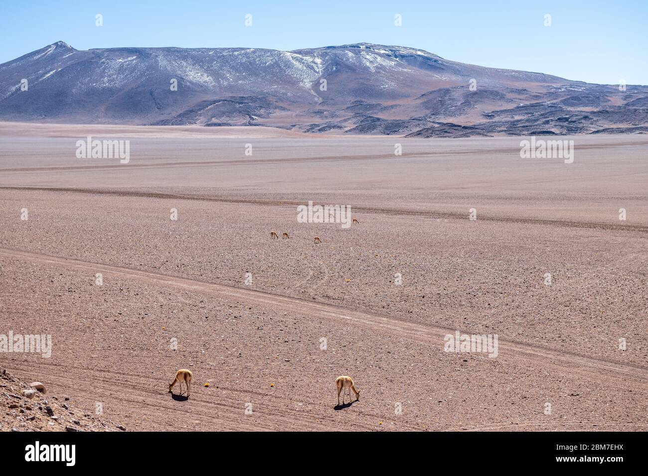 View of the mountains with vicunas. Atacama Desert, Chile Stock Photo ...