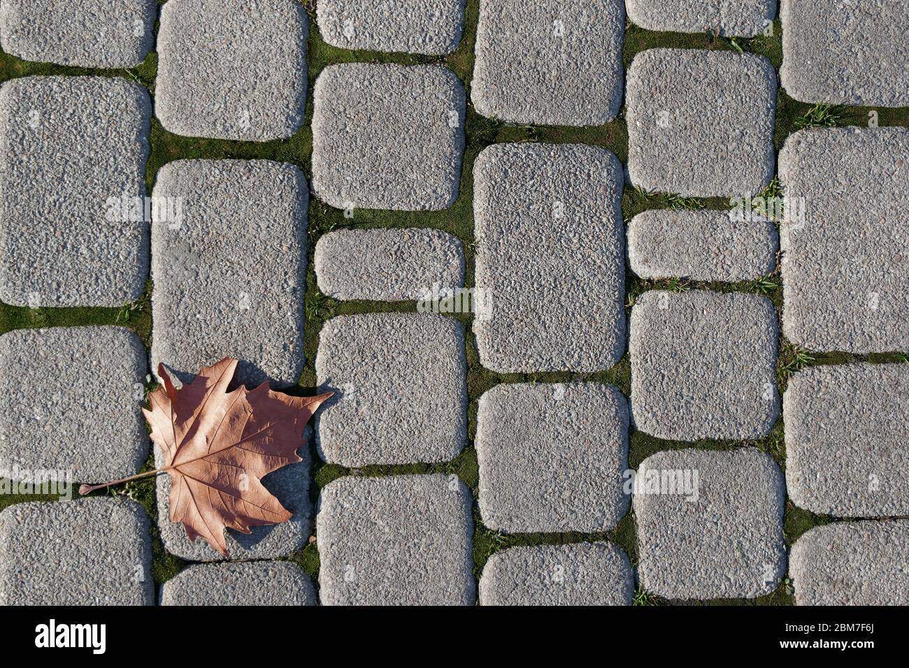 a maple leaf lying on a stone paved path Stock Photo - Alamy