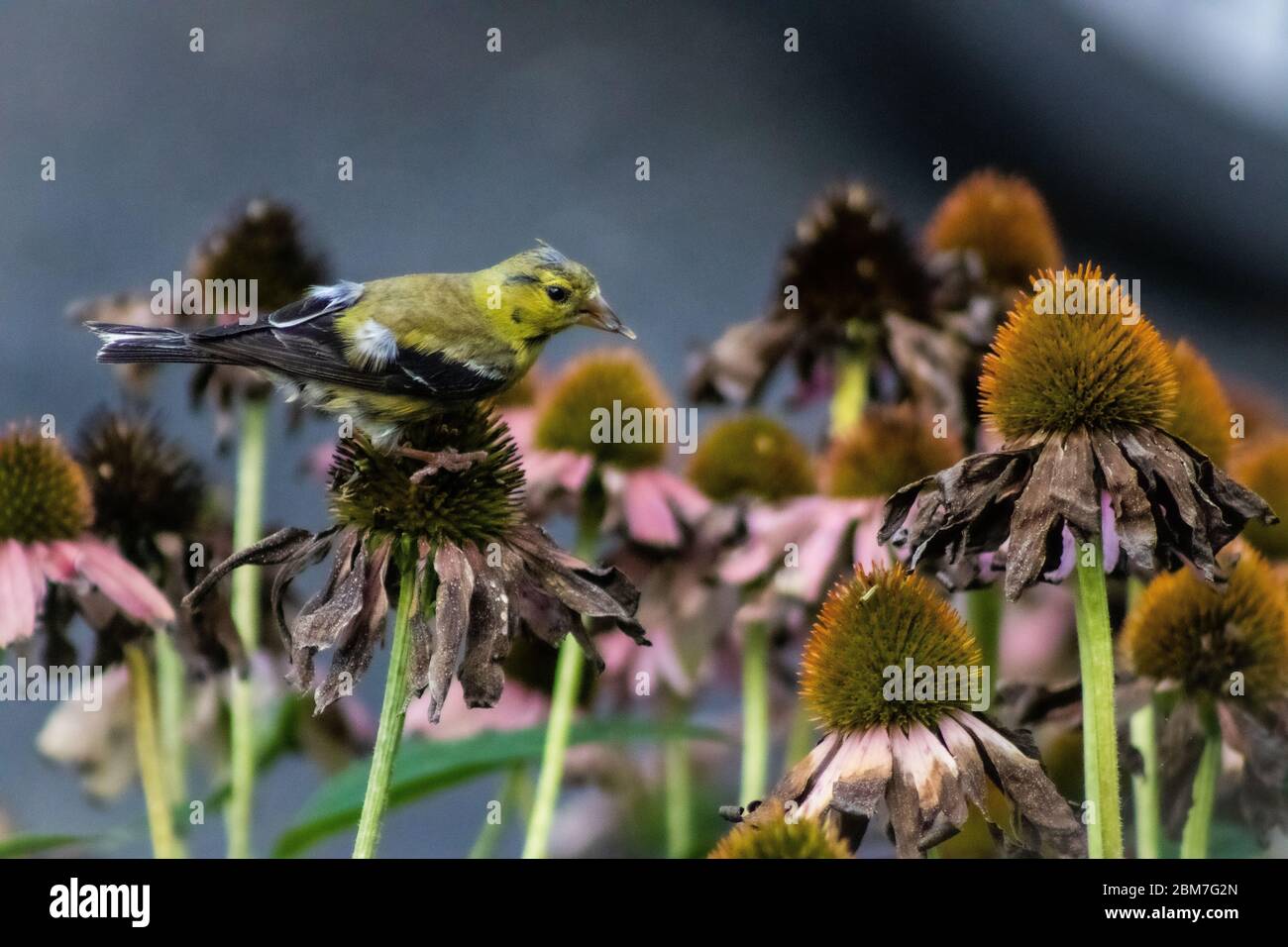 Yellow bird eating seeds from a flower Stock Photo - Alamy